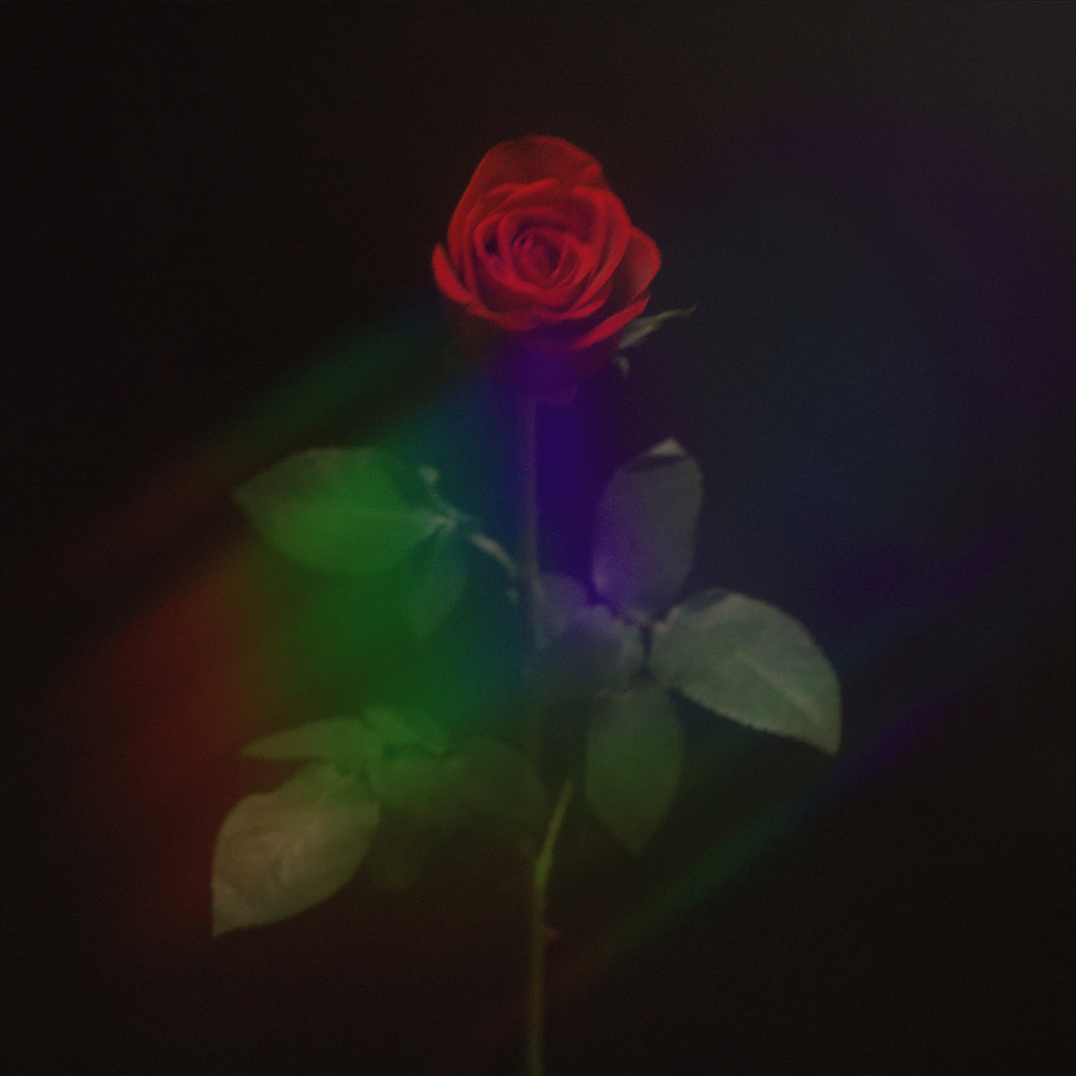 zannie releases single and video + announces debut LP – Kill Rock Stars
